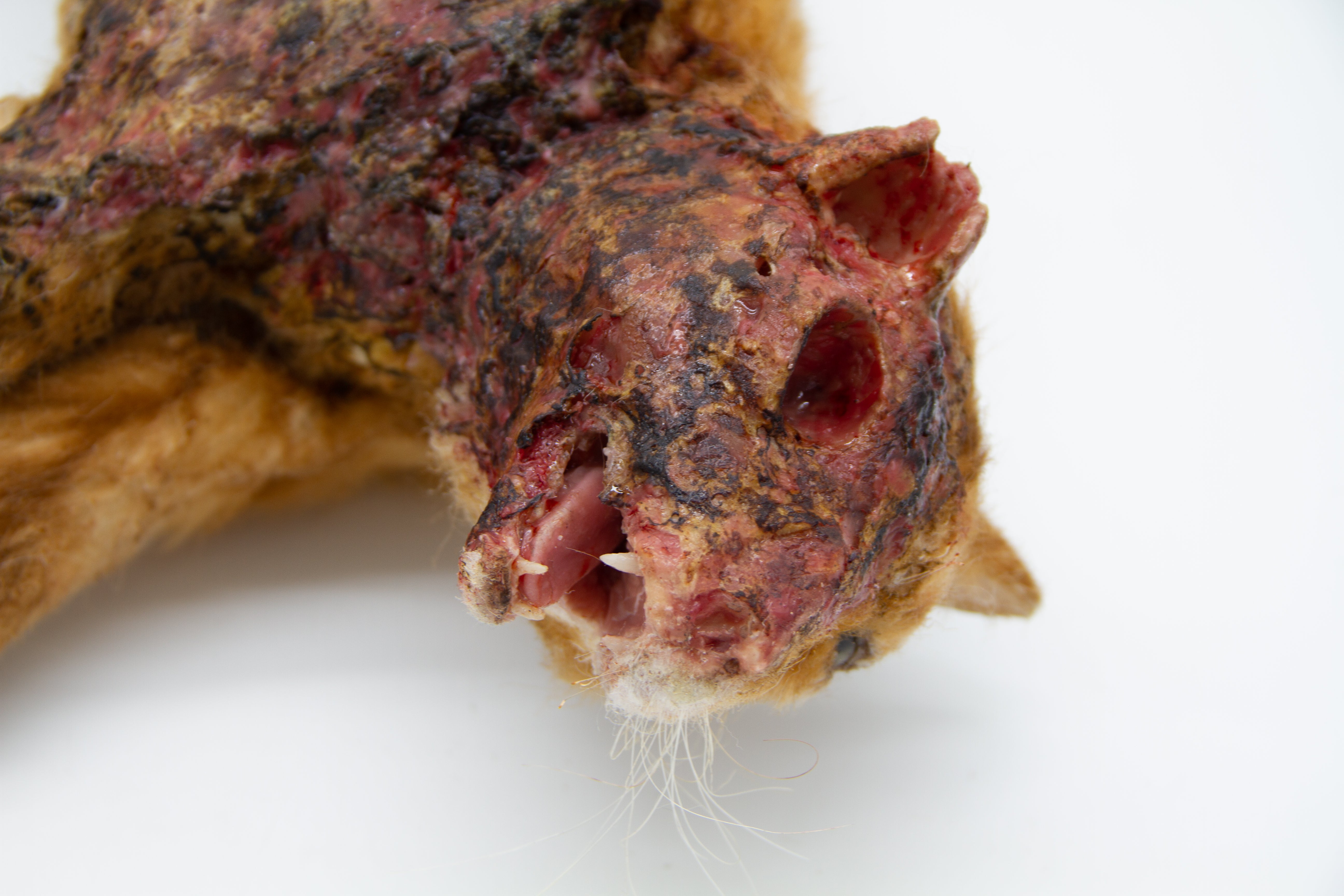 Burnt Cat – mastersfx