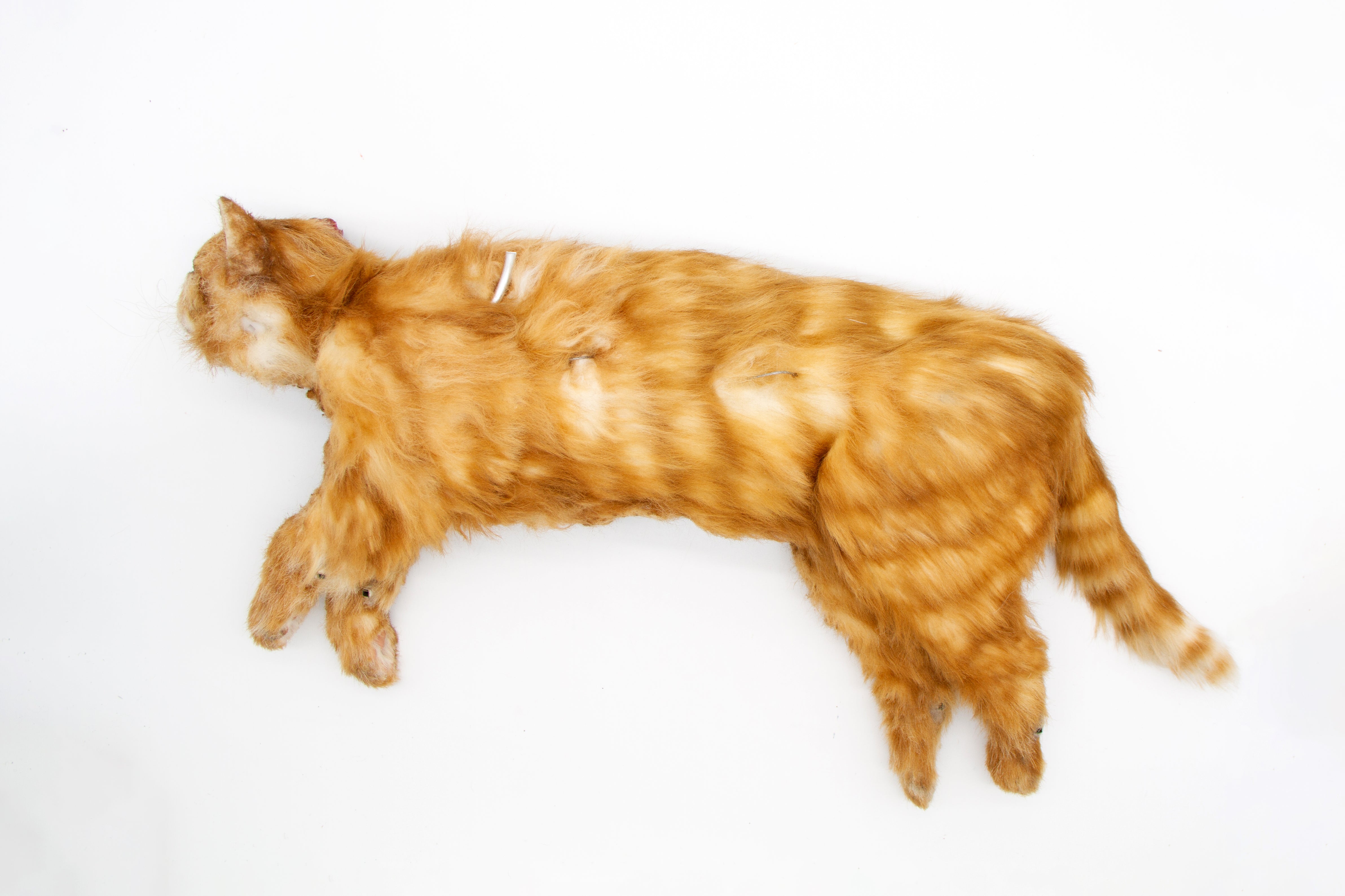 Burnt Cat – mastersfx