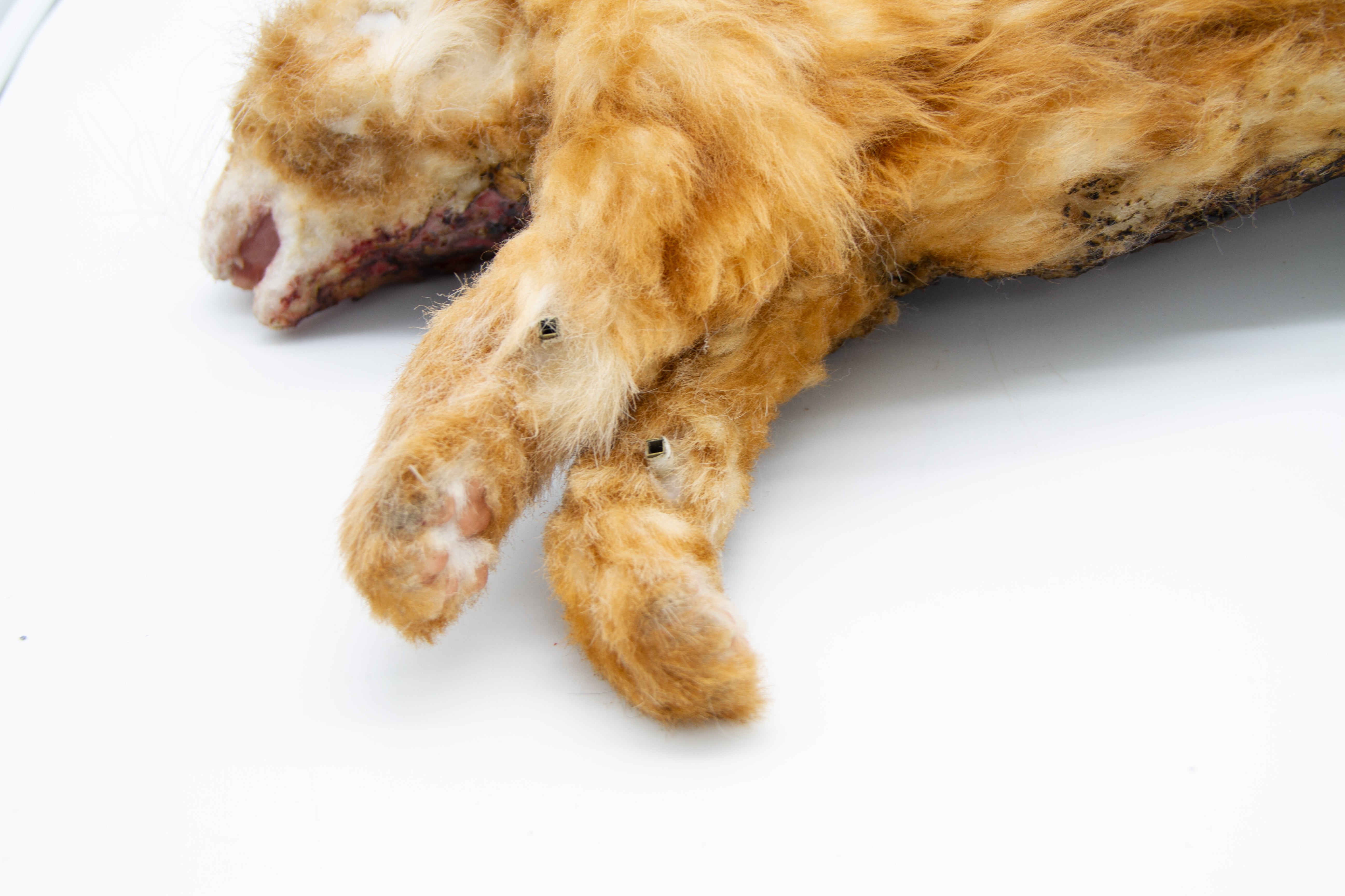 Burnt Cat – mastersfx