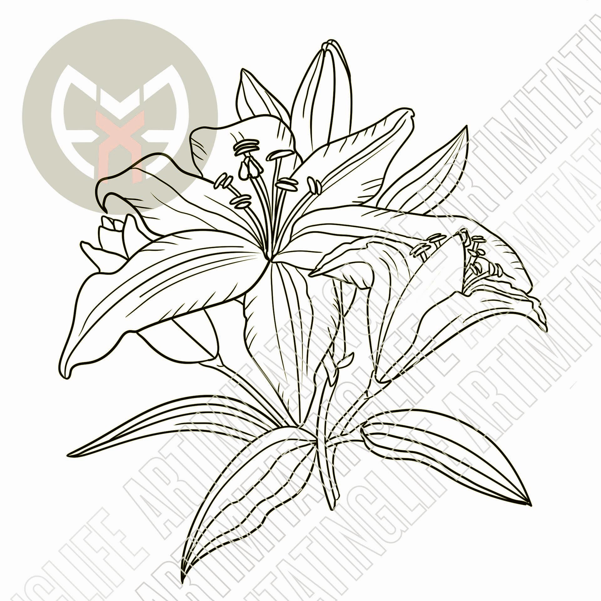 Drawings Images Of Tiger Lilies Tiger Lily Drawing By Nataliia
