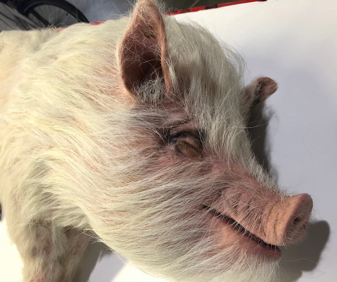 Wilbur Pig – mastersfx